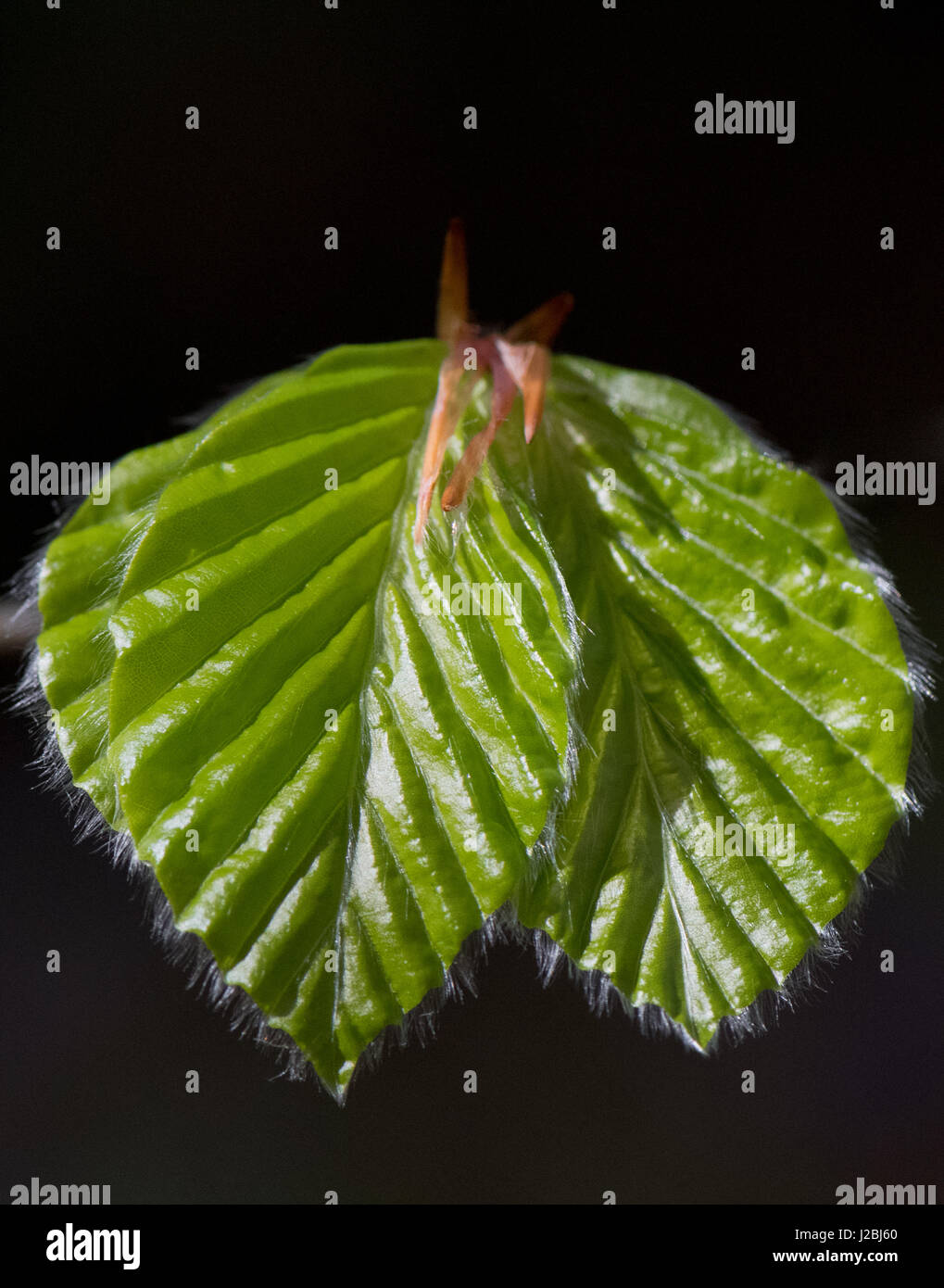 New Beech tree leaves Stock Photo - Alamy