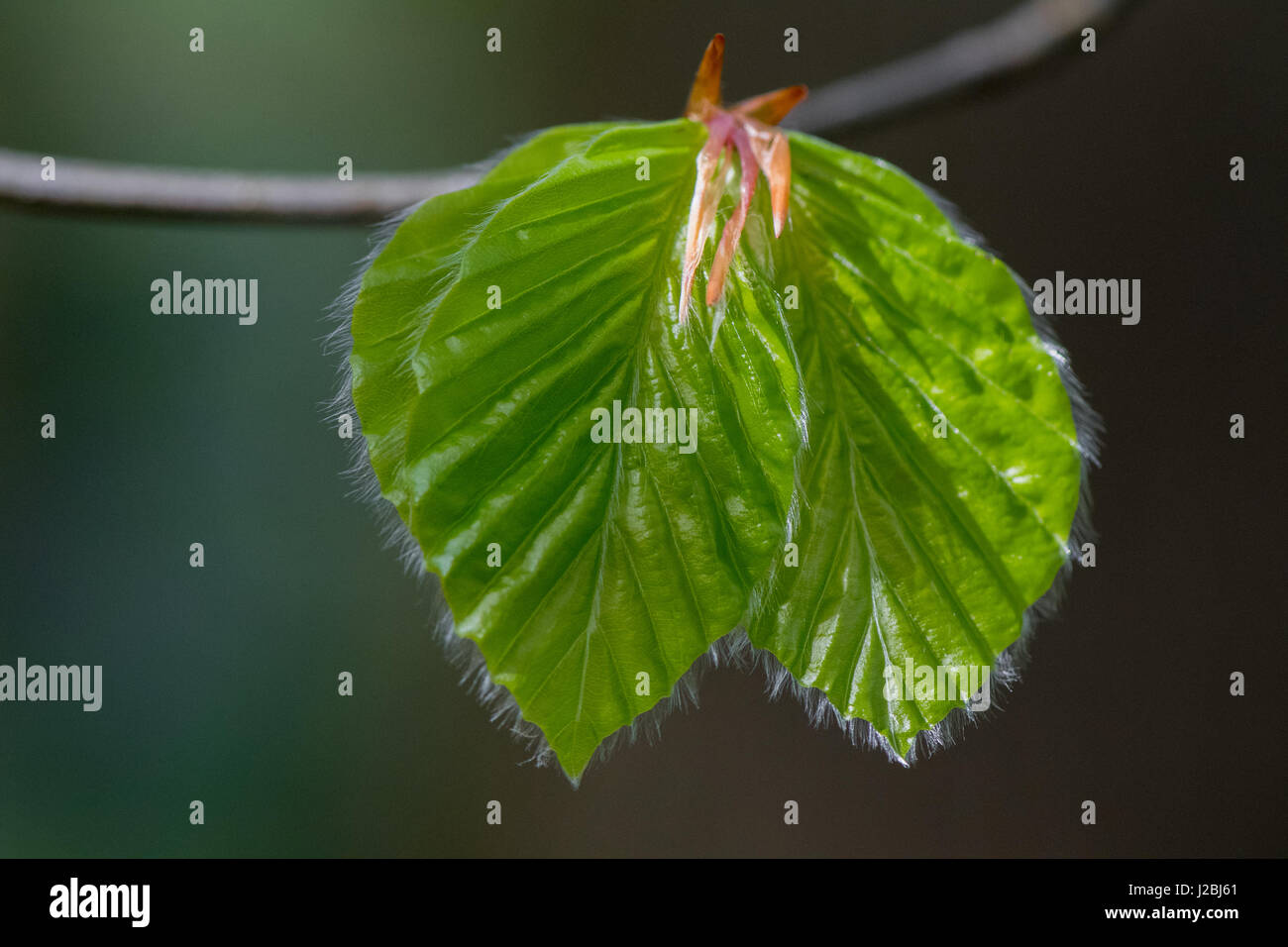 New Beech tree leaves Stock Photo - Alamy