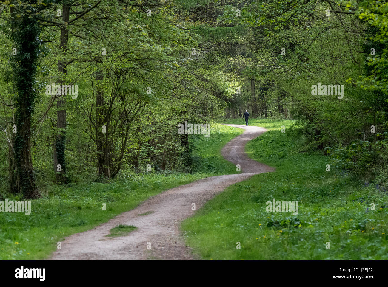 Man walking along a woodland path Stock Photo - Alamy