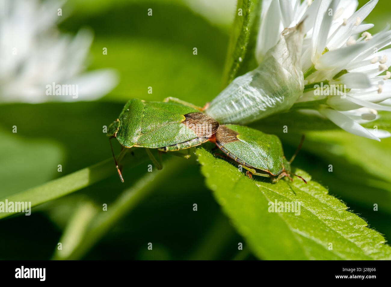 Shield bugs mating hi-res stock photography and images - Alamy