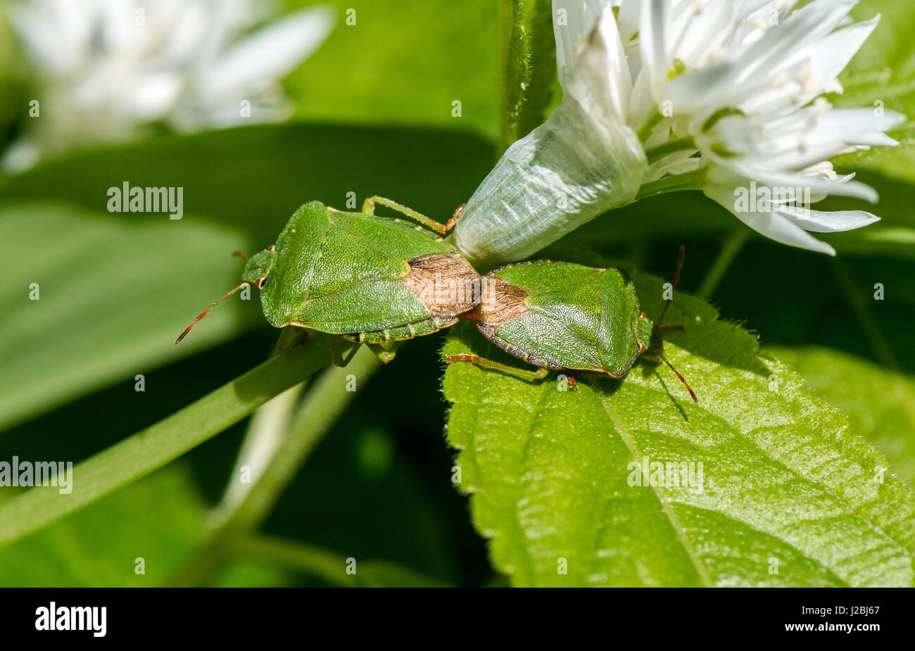 Shield bugs mating hi-res stock photography and images - Alamy
