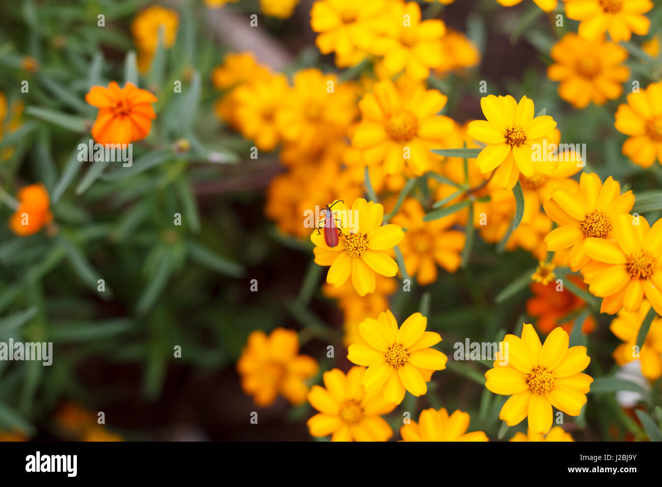 Red lily beetle on flower Stock Photo - Alamy