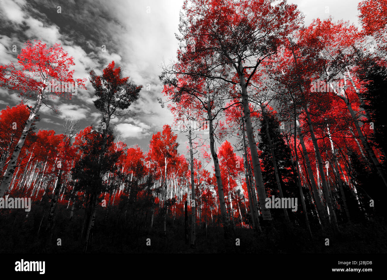 Tall red trees in black and white forest landscape scene Stock Photo ...