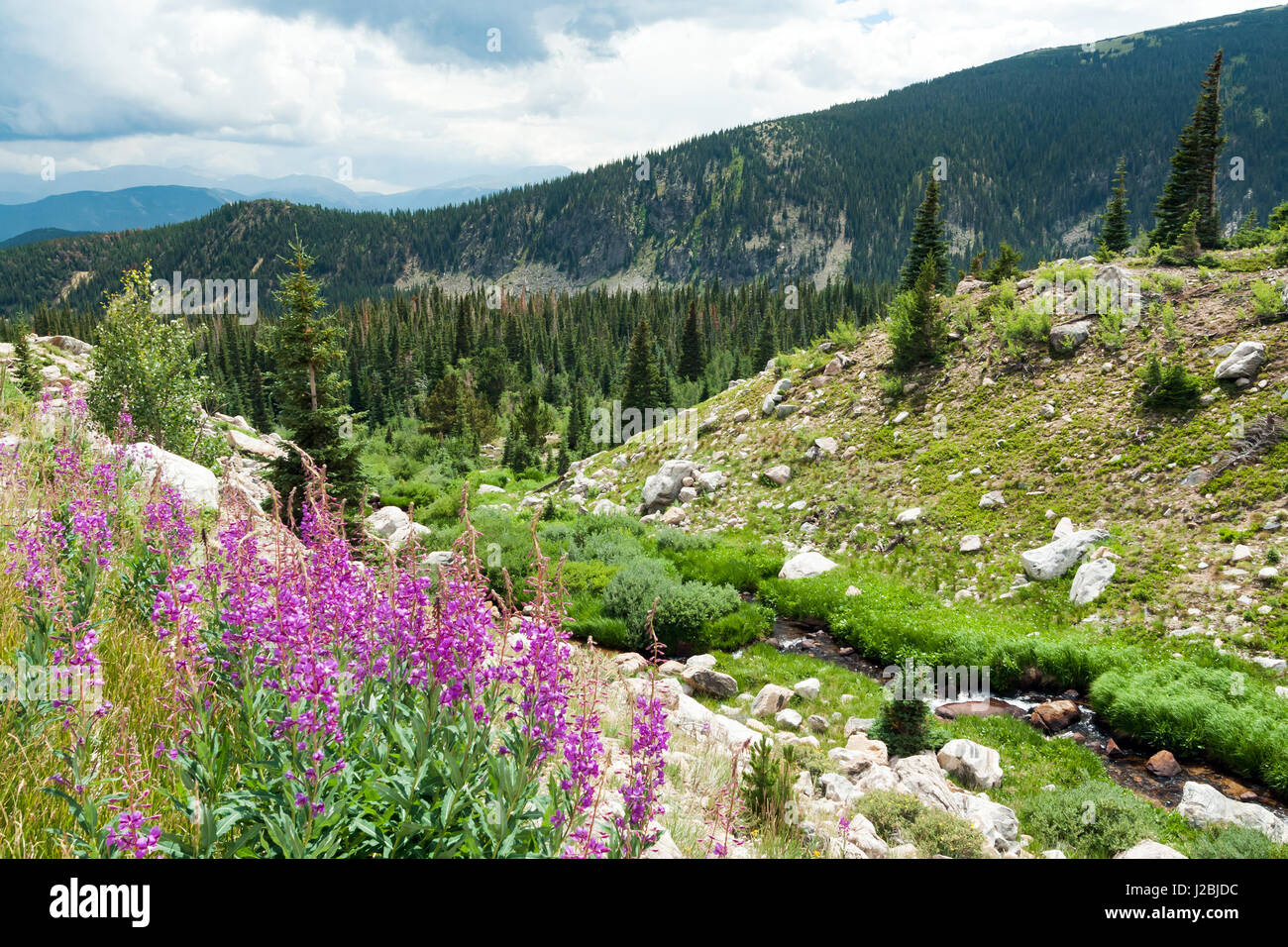 Colorado hills flowers trees hi-res stock photography and images - Alamy