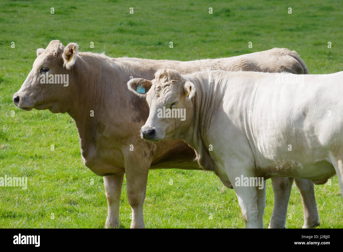 Two cows in a field Stock Photo - Alamy