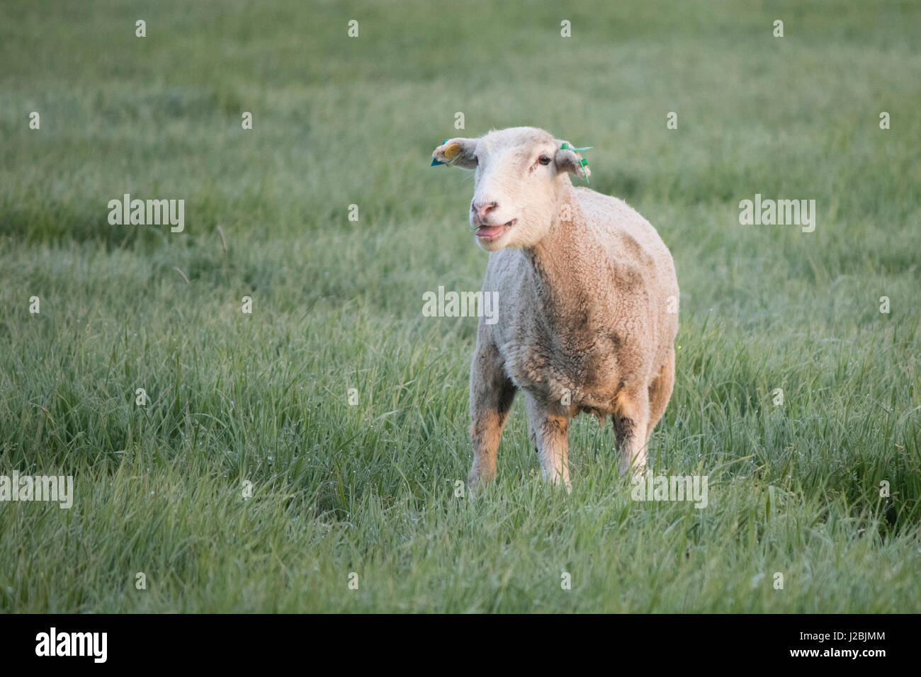 One ewe standing in a dewy field Stock Photo - Alamy