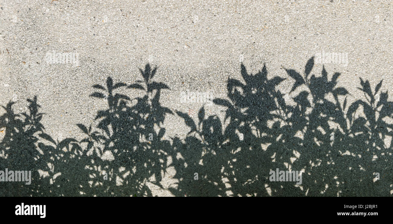 Tree shadow hi-res stock photography and images - Alamy