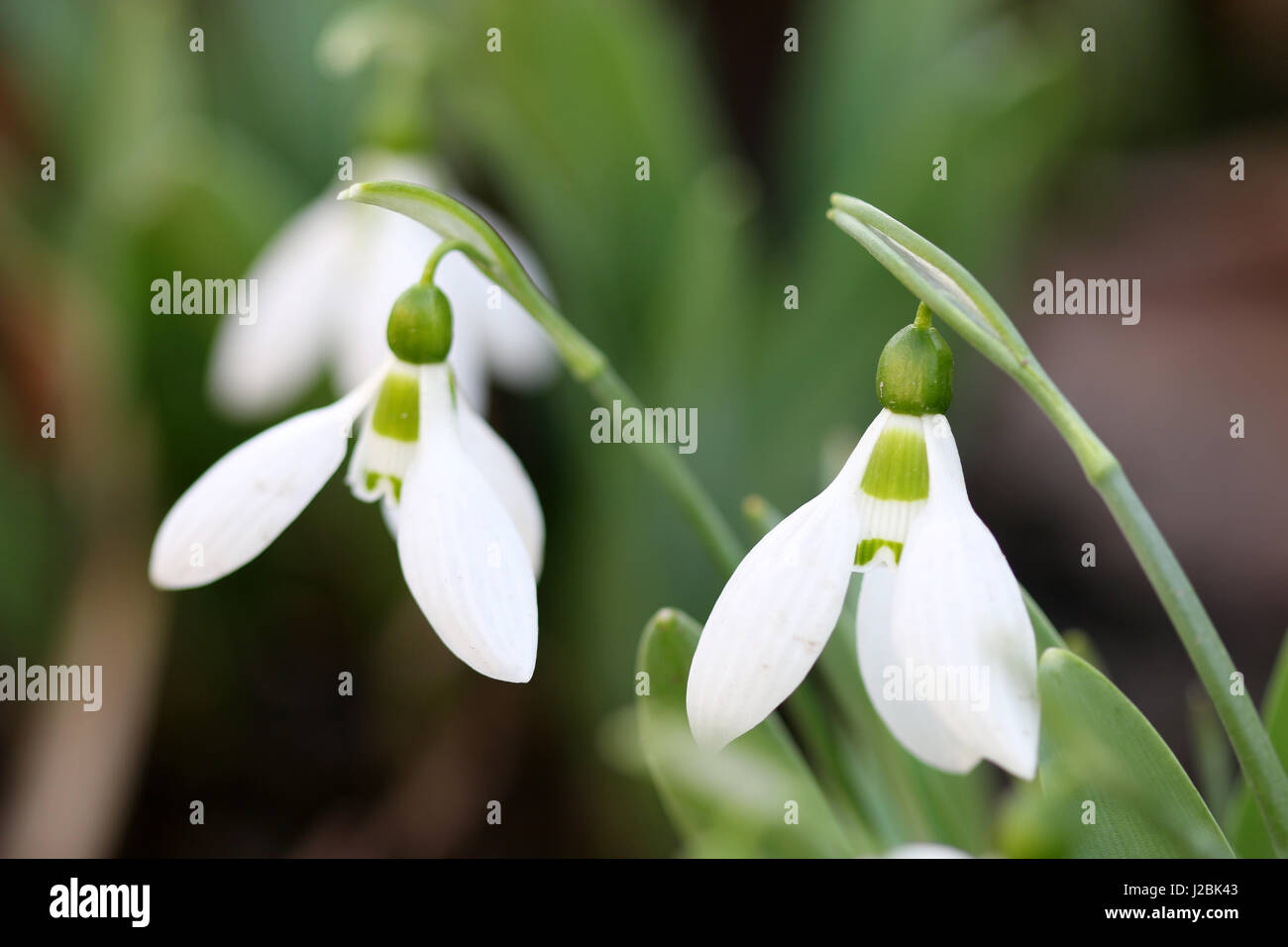 snowdrops close up spring season Stock Photo - Alamy