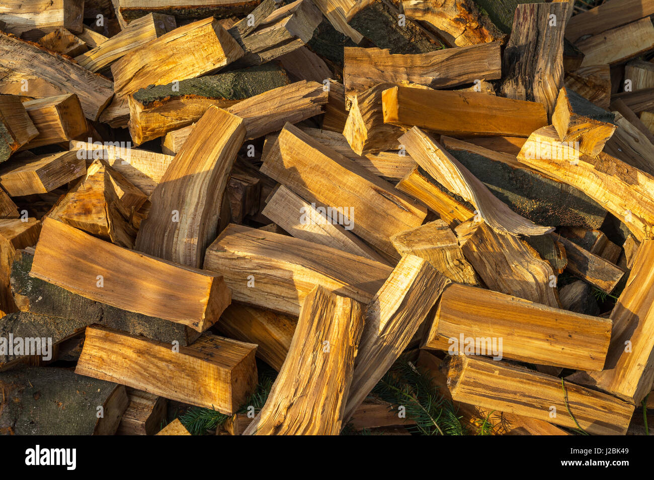 The cut-down firewood in the evening sun Stock Photo - Alamy