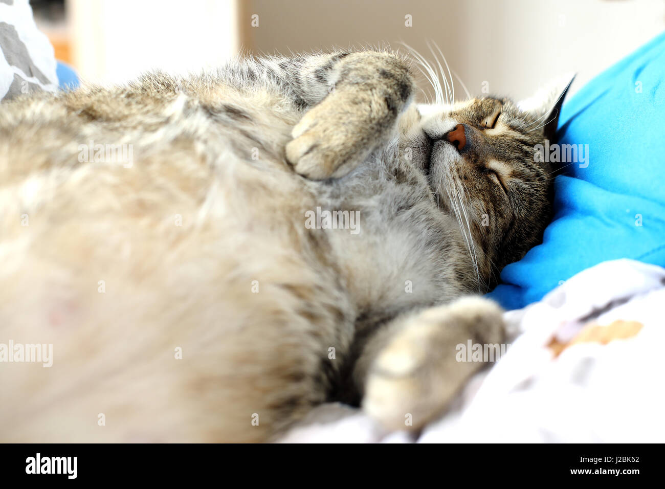 sleeping lazy cat Stock Photo - Alamy