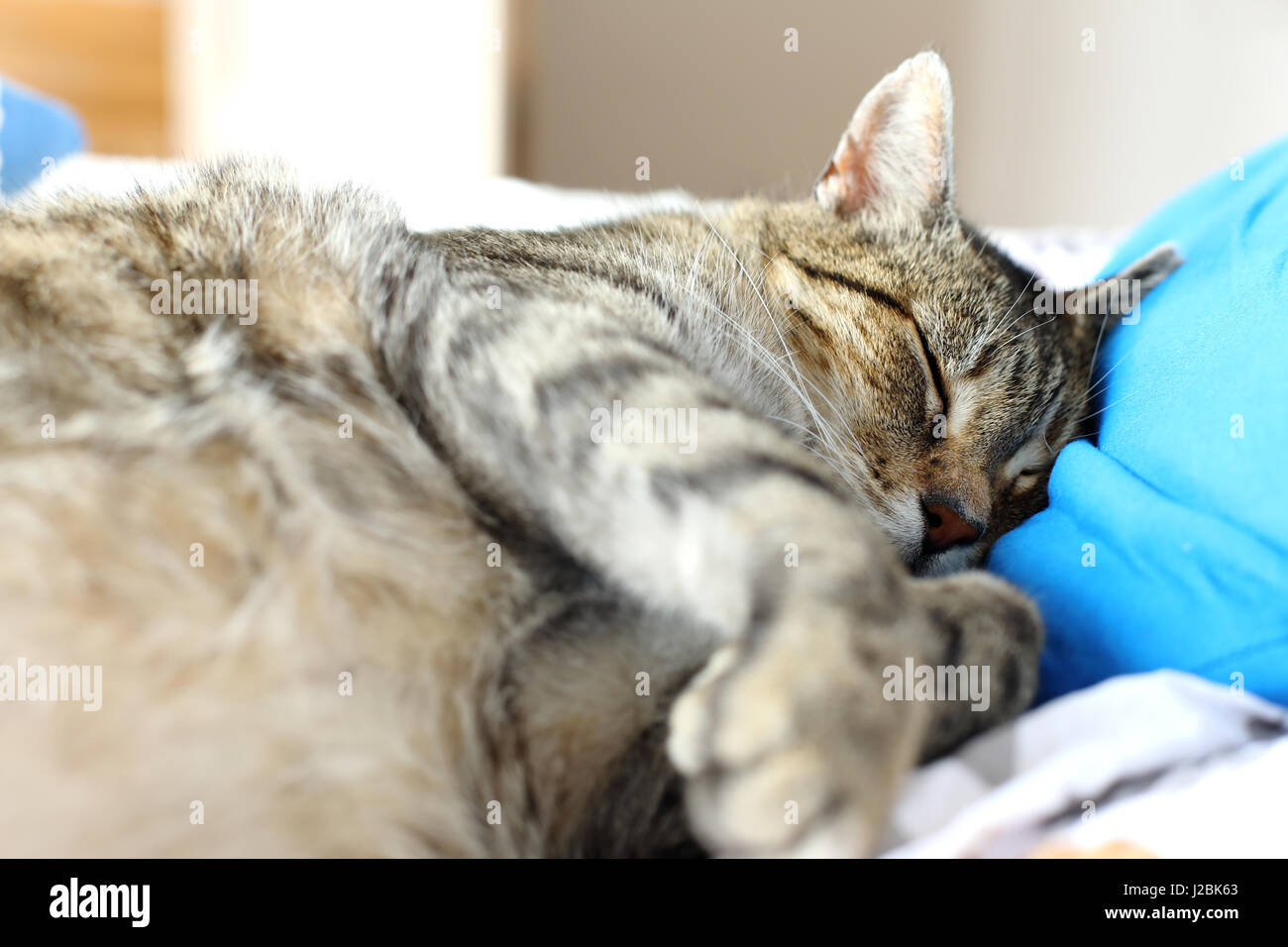sleeping lazy cat Stock Photo - Alamy