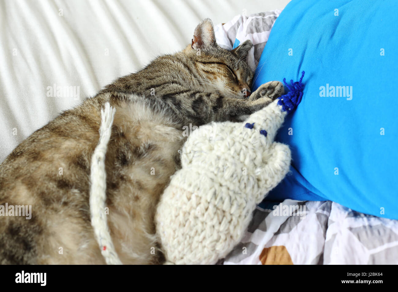 sleeping lazy cat Stock Photo - Alamy