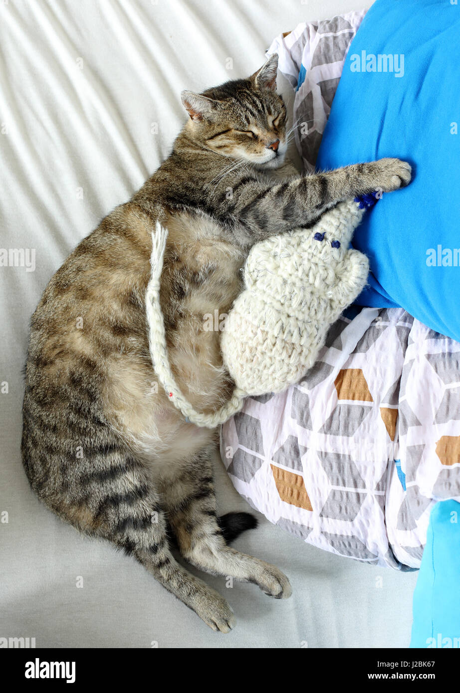 sleeping lazy cat Stock Photo - Alamy