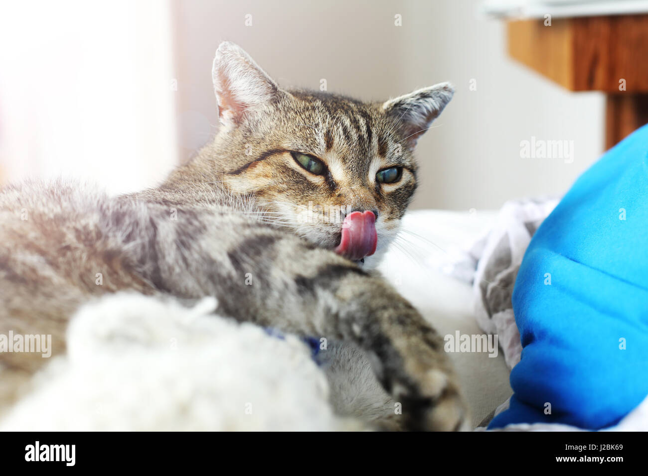 sleeping lazy cat Stock Photo - Alamy