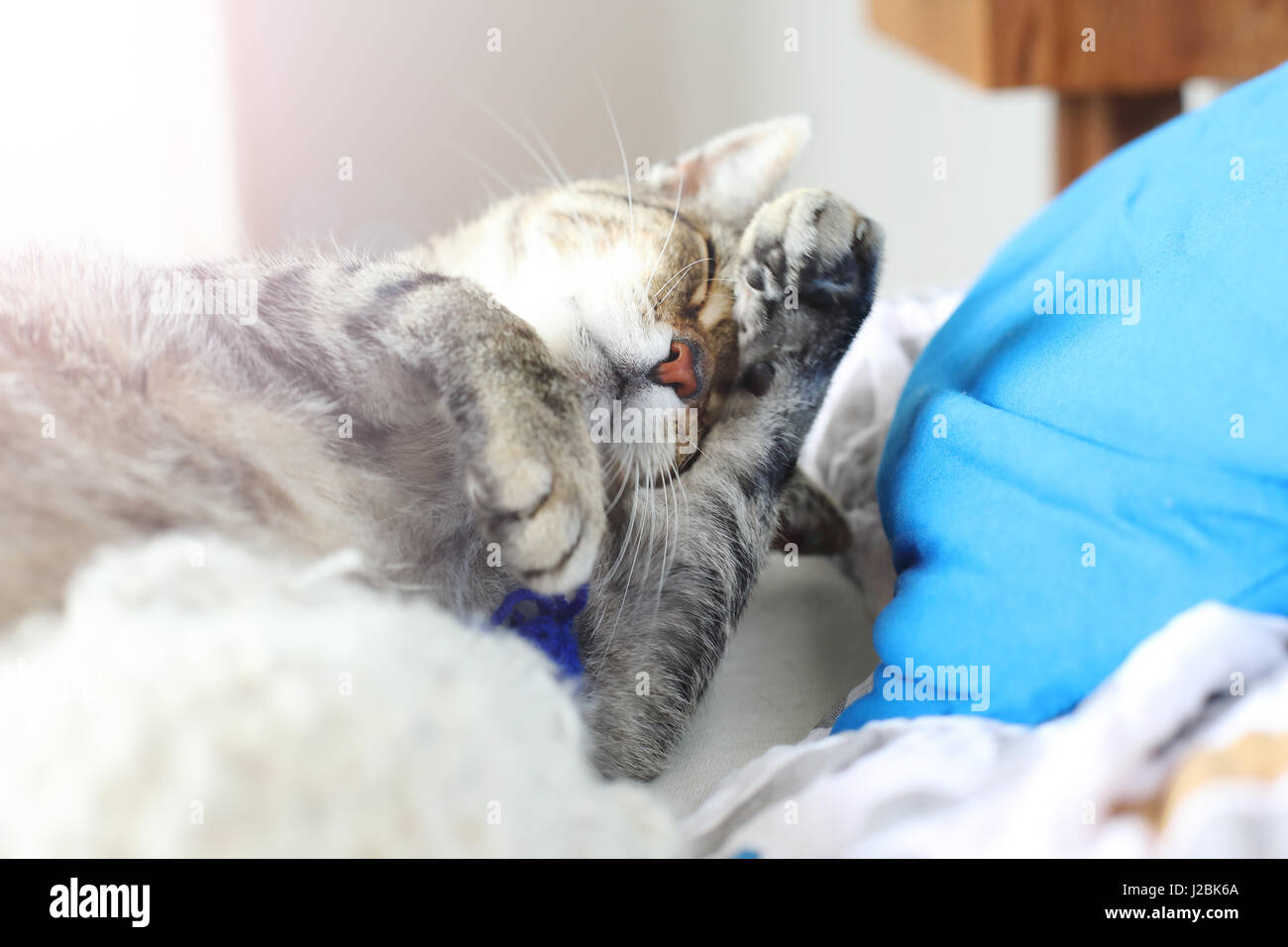 sleeping lazy cat Stock Photo - Alamy