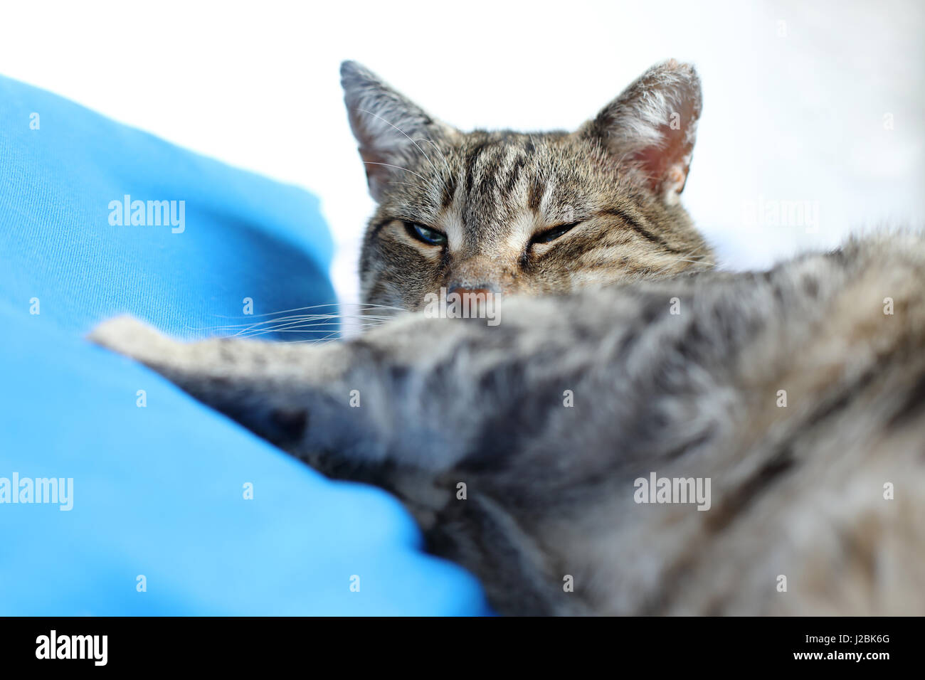 sleeping lazy cat Stock Photo - Alamy