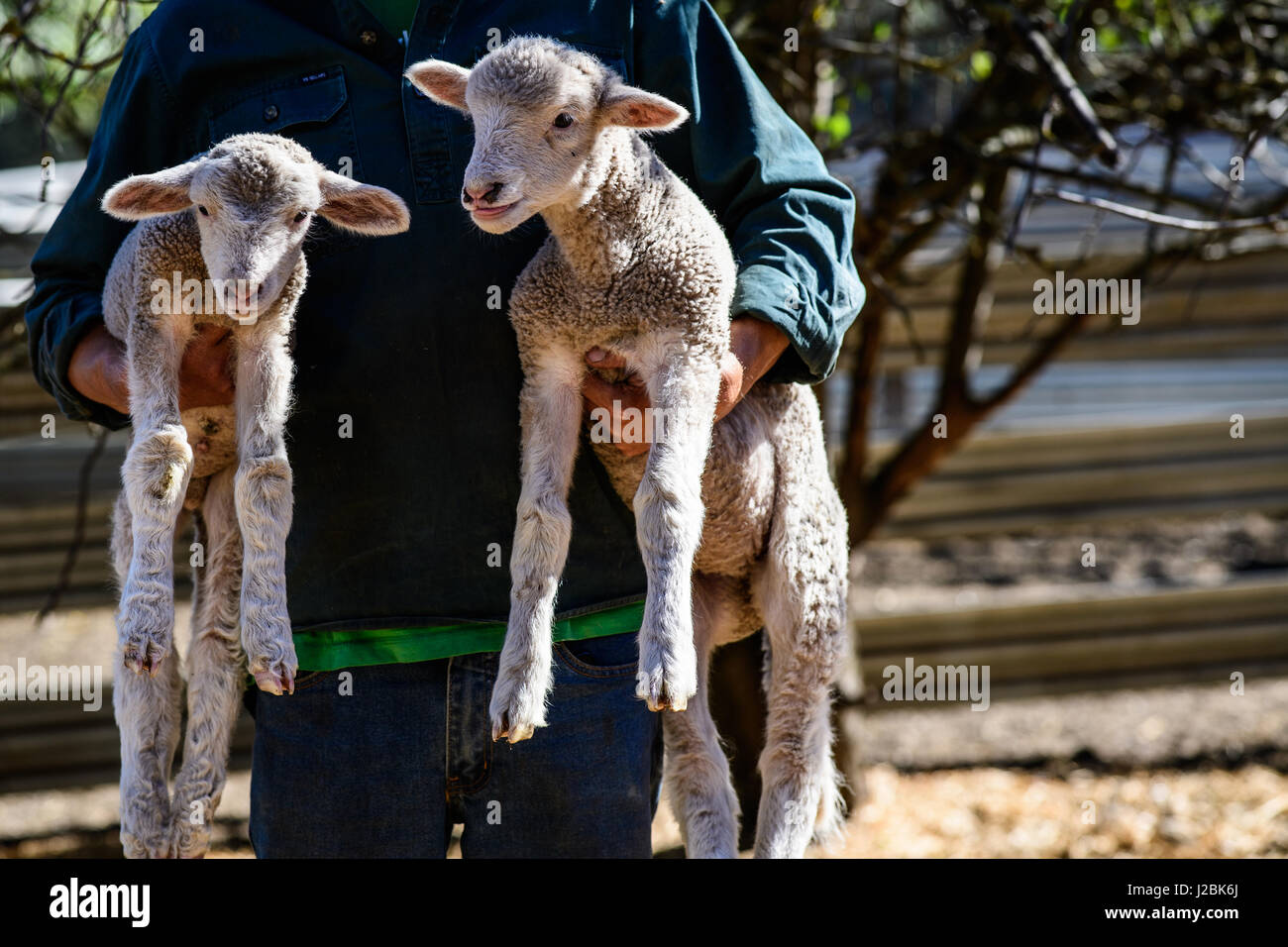 Sheep_station hi-res stock photography and images - Alamy