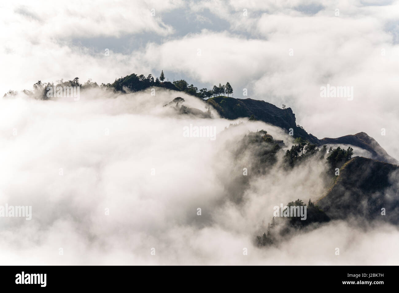 Trees above the clouds, Santo Antao, Cape Verde Stock Photo - Alamy