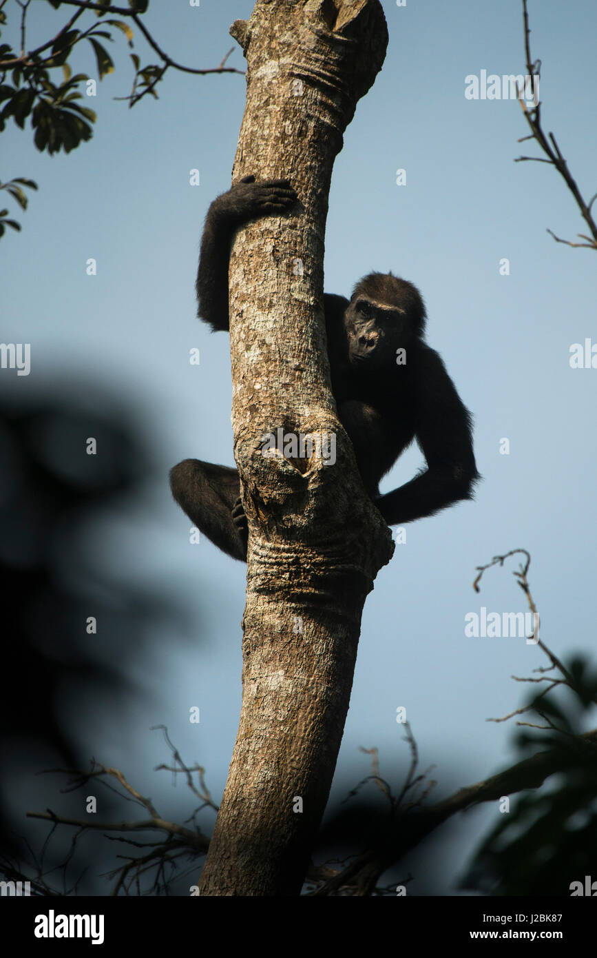 Western lowland gorilla, Ngaga, Odzala, Kokoua National Park, Congo ... Western lowland gorilla, Ngaga, Odzala, Kokoua National Park, Congo ...