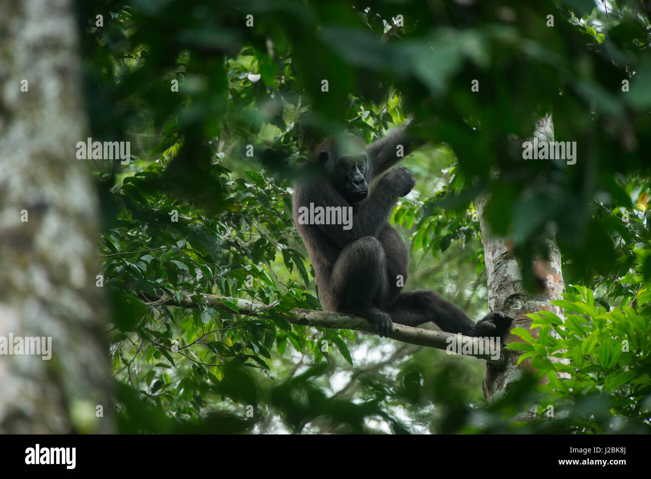 Western lowland gorilla, Ngaga Odzala, Kokoua National Park, Congo ... Western lowland gorilla, Ngaga Odzala, Kokoua National Park, Congo ...
