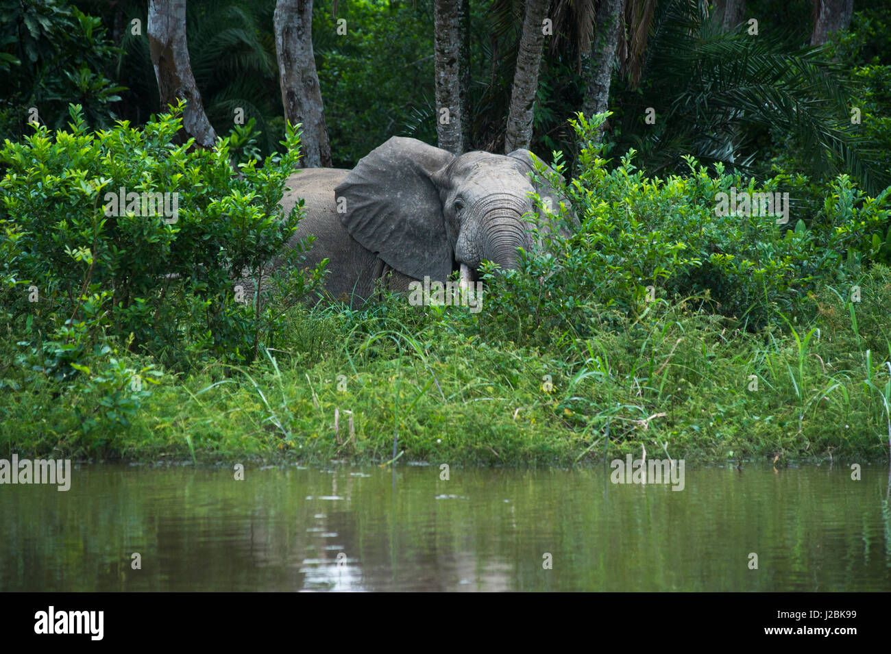 African forest elephant (Loxodonta cyclotis), Lekoli River, Congo Stock ...