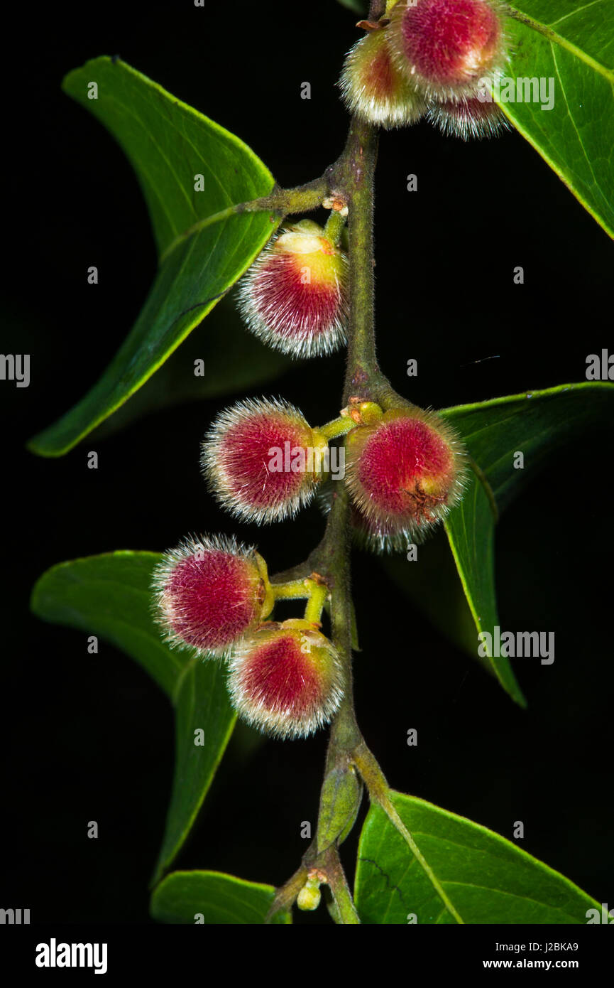 Rainforest seed pods, Odzala, Kokoua National Park, Congo Stock Photo ...