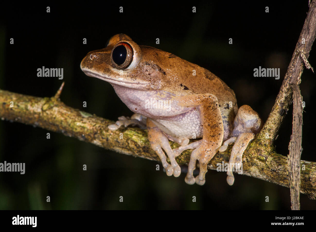 Tree frog, Lango Bai, Congo Stock Photo - Alamy