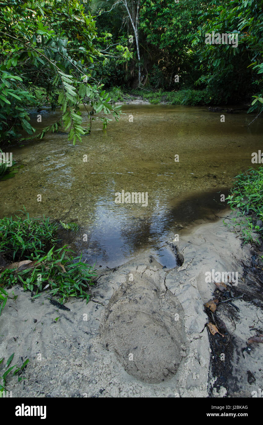 African forest elephant tracks, Lekoli River, Congo Stock Photo - Alamy