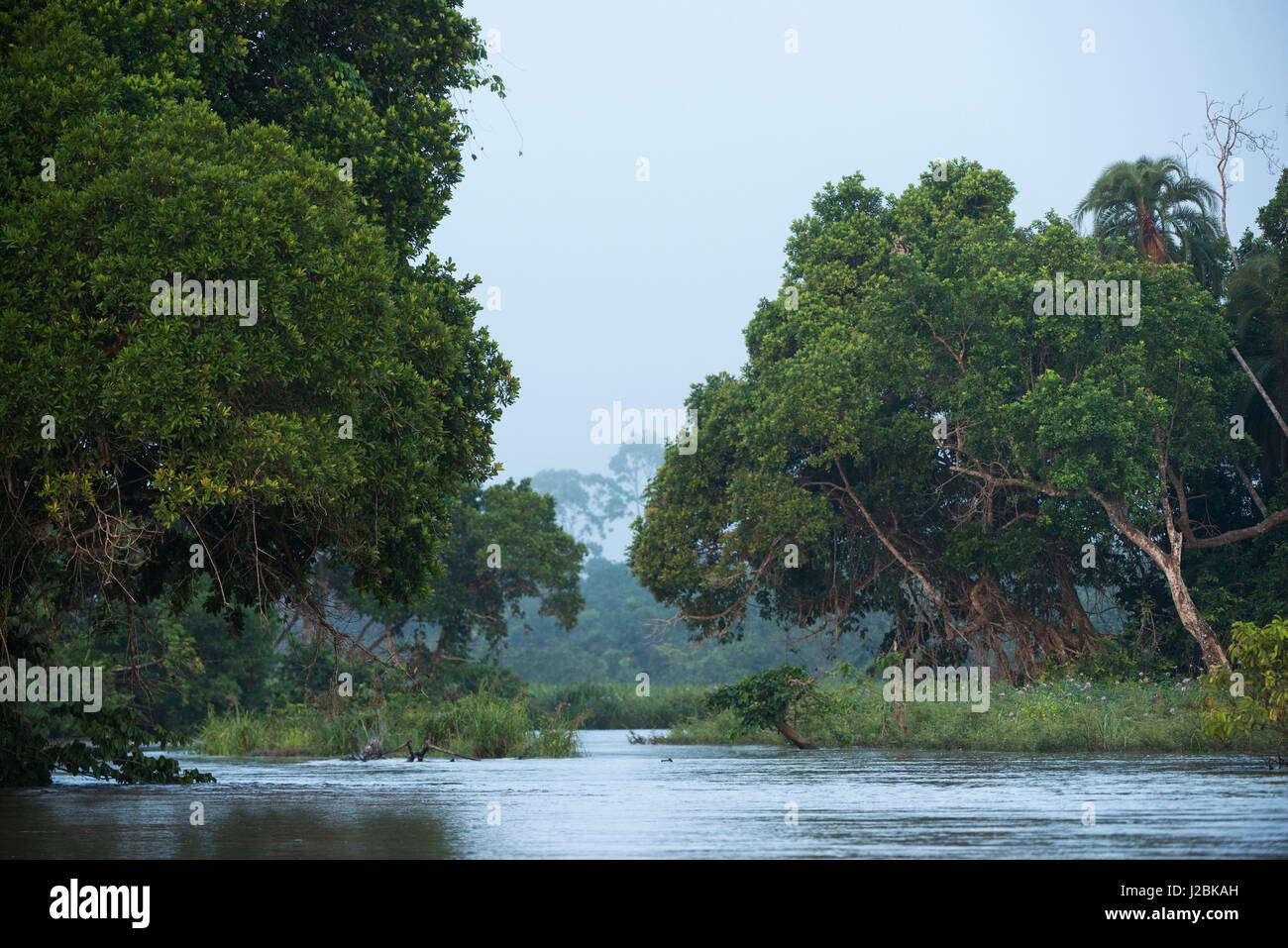 Scenic Lekoli River, Congo Stock Photo - Alamy