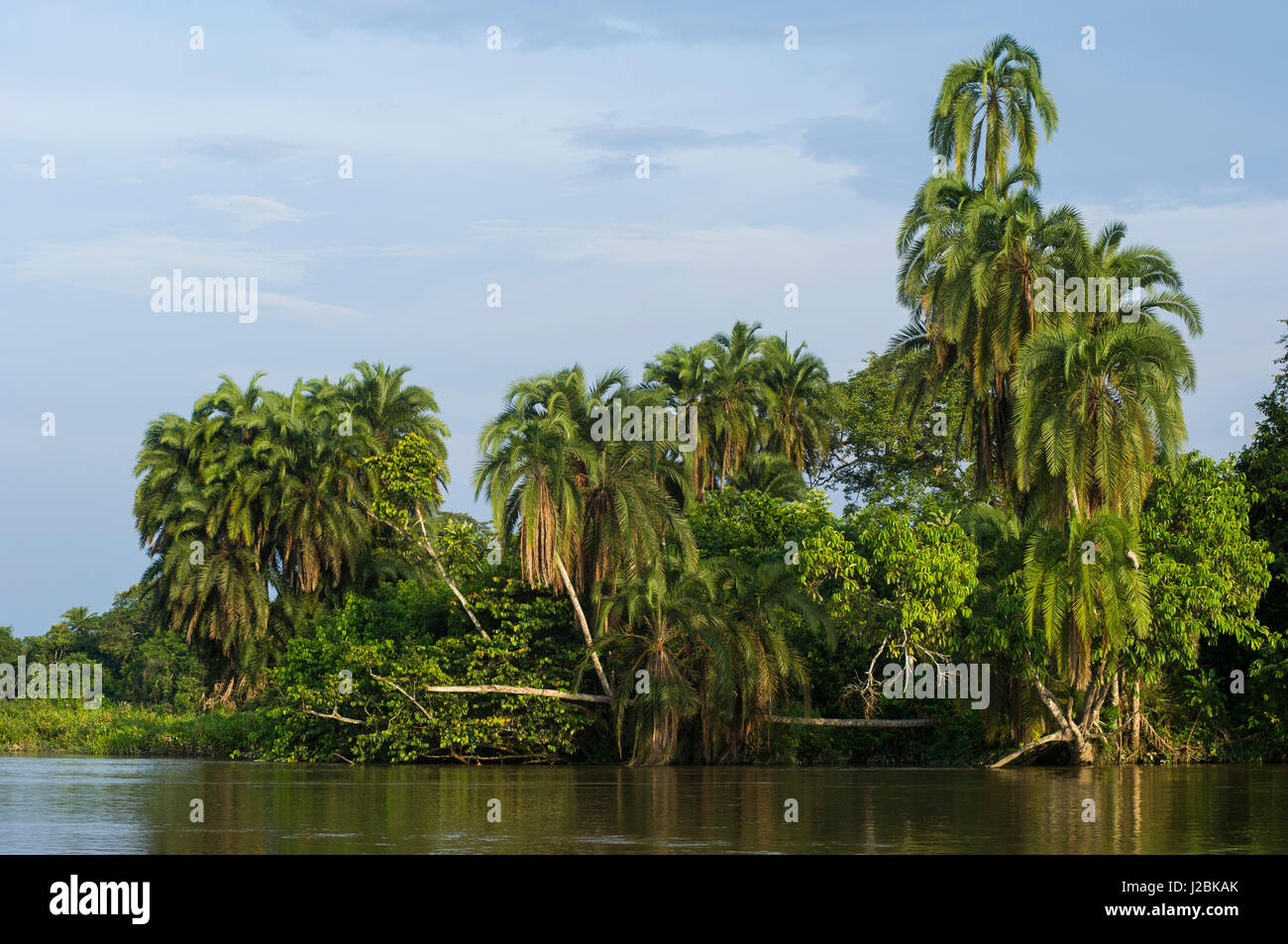 Scenic Lekoli River, Congo Stock Photo - Alamy