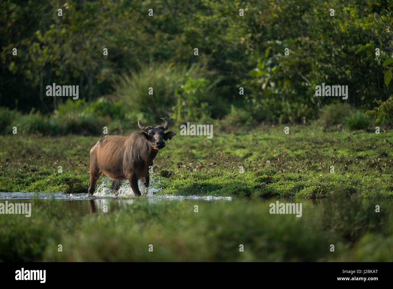 African parks network hi-res stock photography and images - Alamy