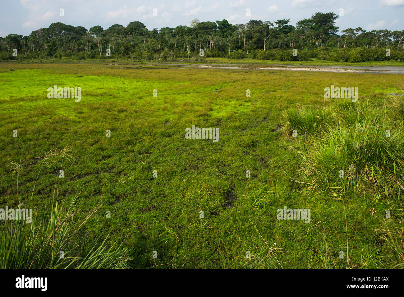 Congo network hi-res stock photography and images - Alamy