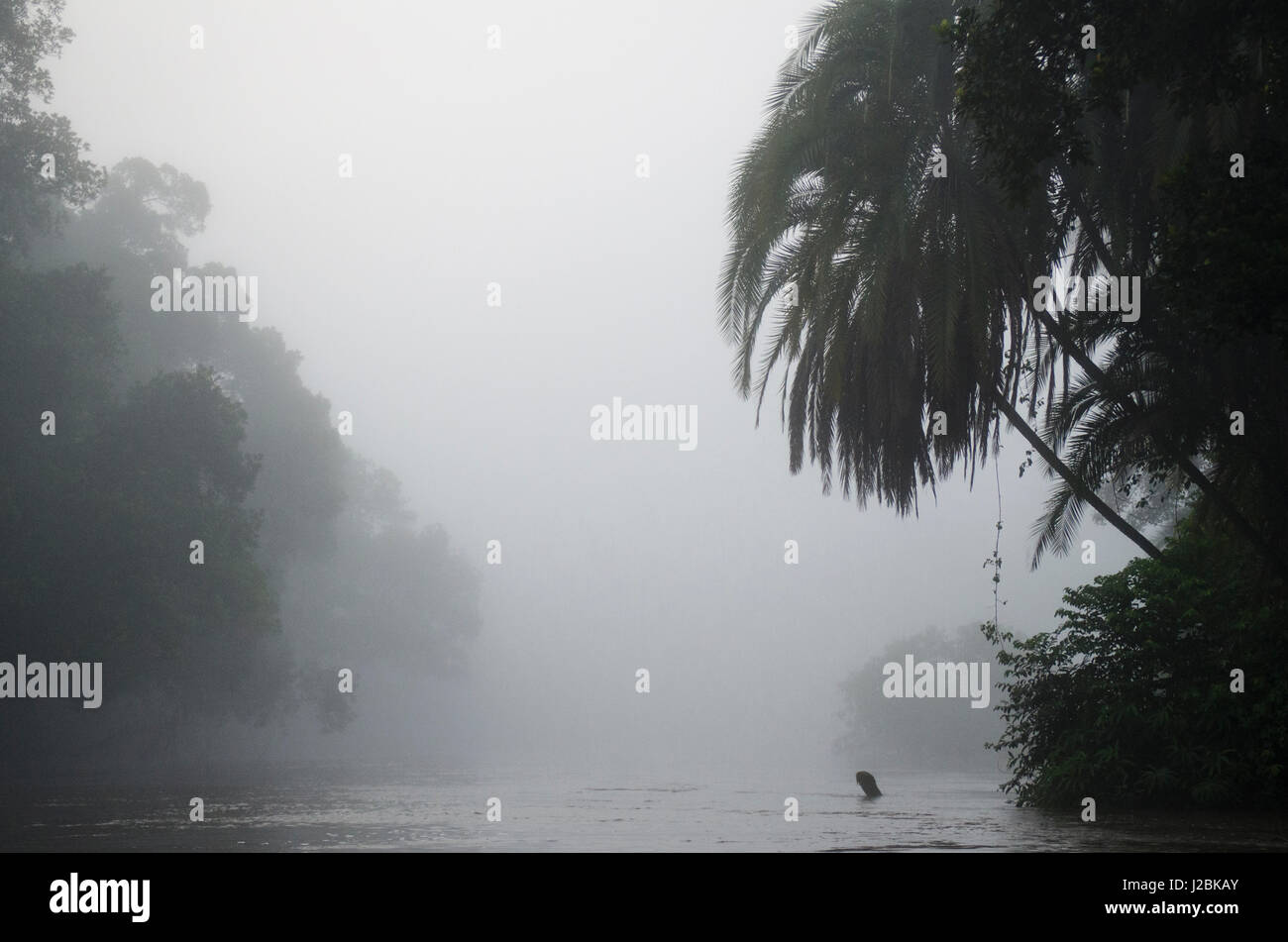 Scenic Lekoli River, Congo Stock Photo - Alamy