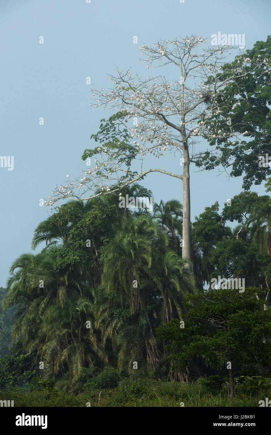 Scenic Lekoli River, Congo Stock Photo - Alamy