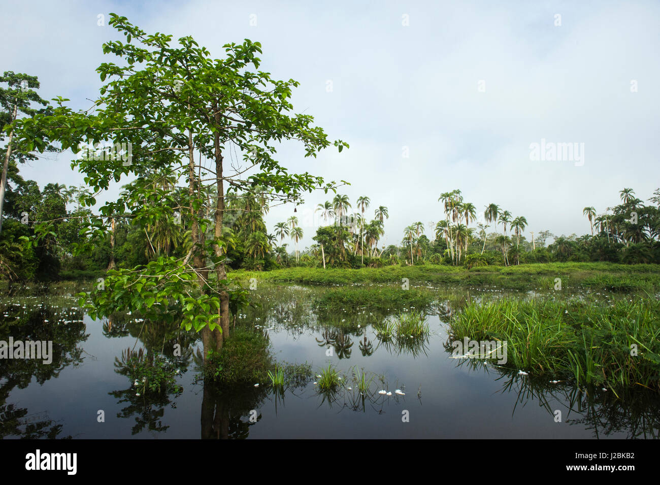 Scenic Lekoli River, Congo Stock Photo - Alamy