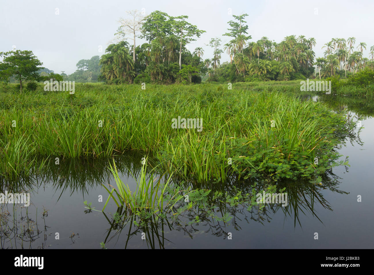 Scenic Lekoli River, Congo Stock Photo - Alamy