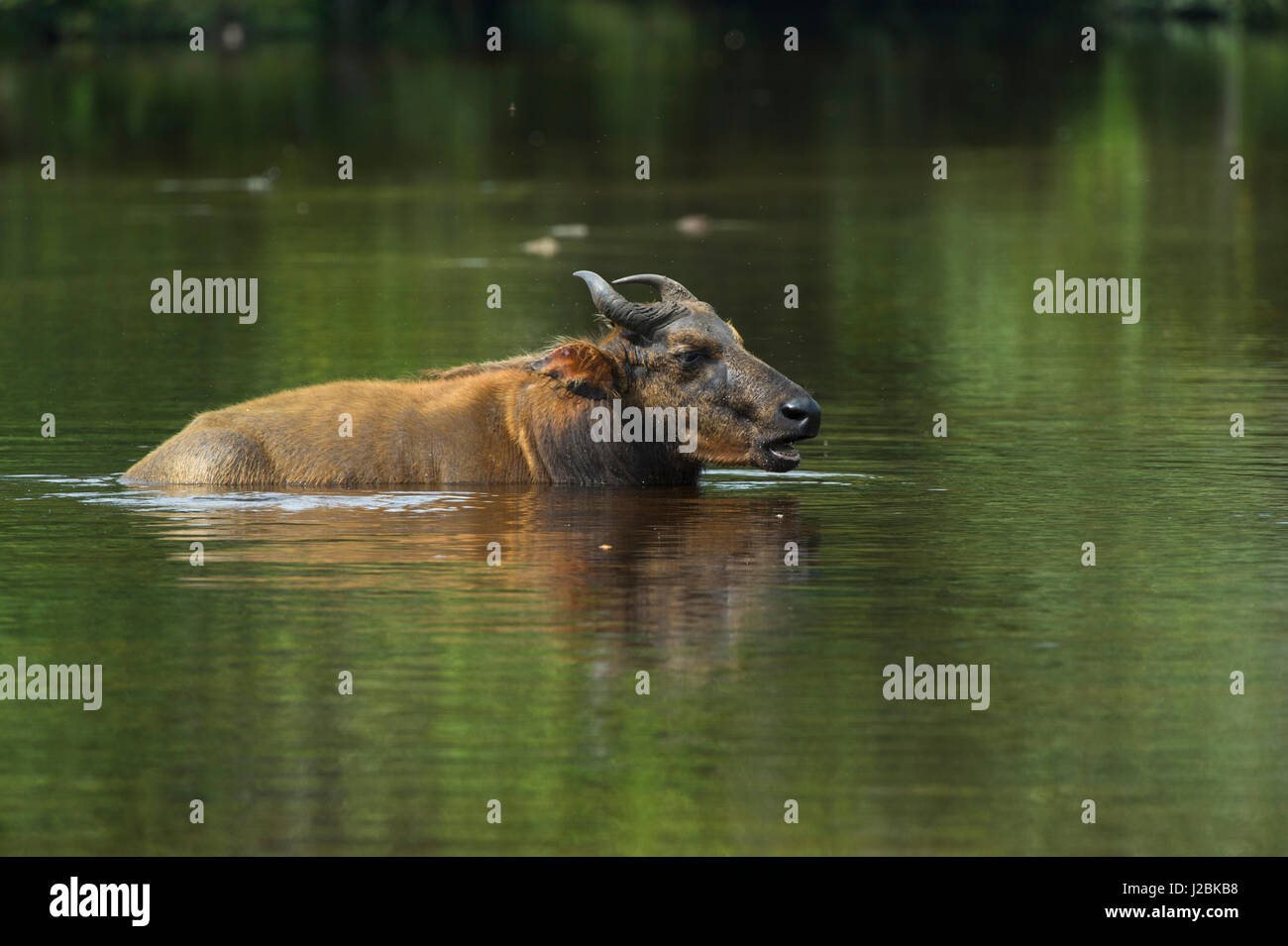 Forest buffalo (Syncerus nanus), Lango Bai, Congo Stock Photo - Alamy