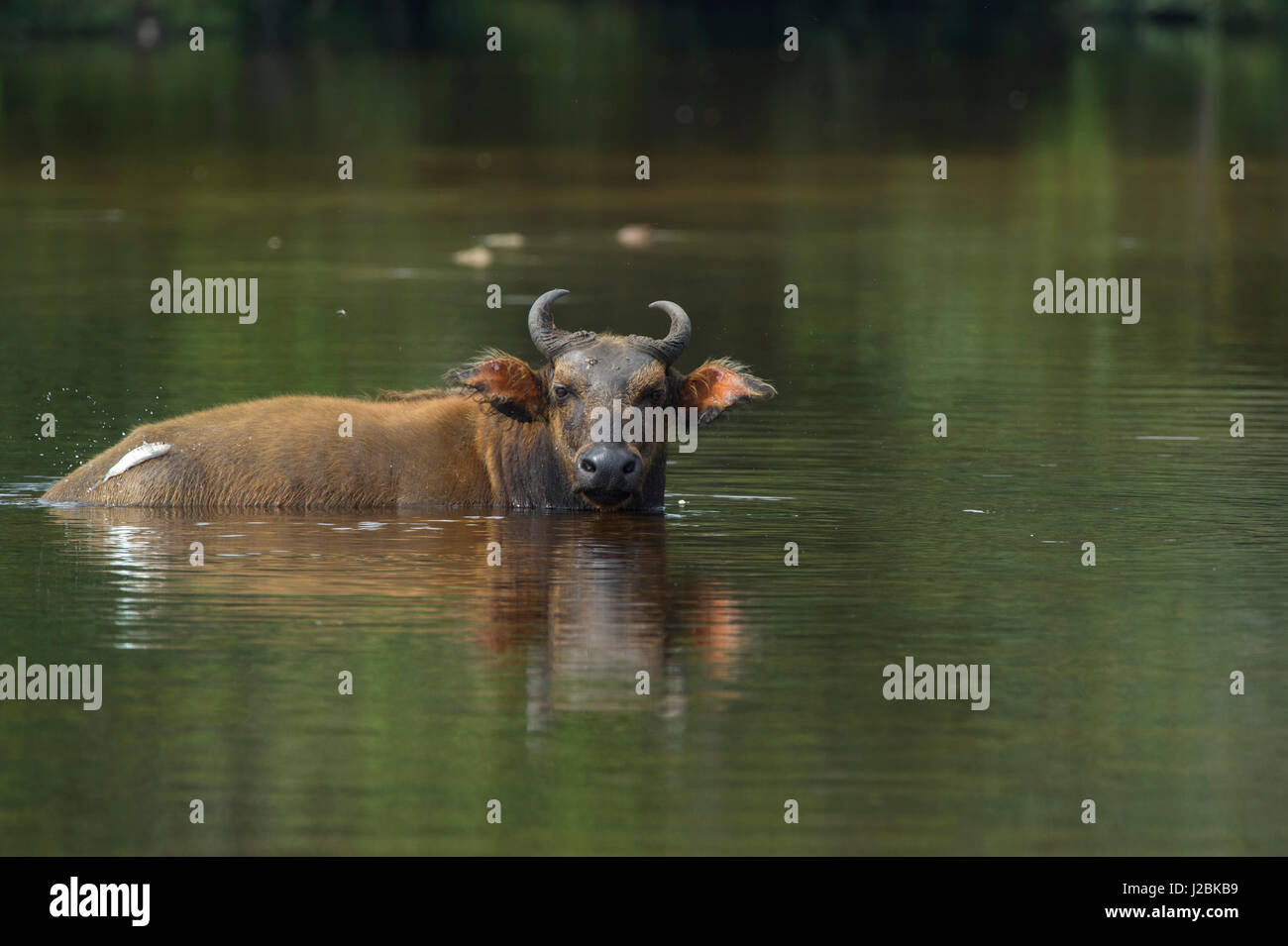 Forest buffalo (Syncerus nanus), Lango Bai, Congo Stock Photo - Alamy