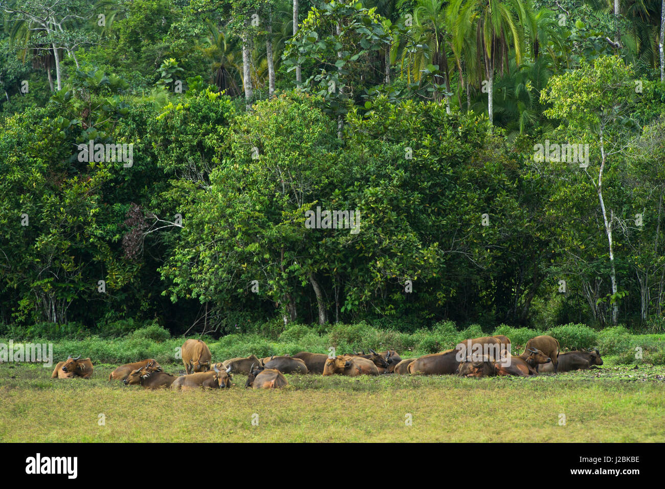 Forest buffalo (Syncerus nanus), Lango Bai, Congo Stock Photo - Alamy