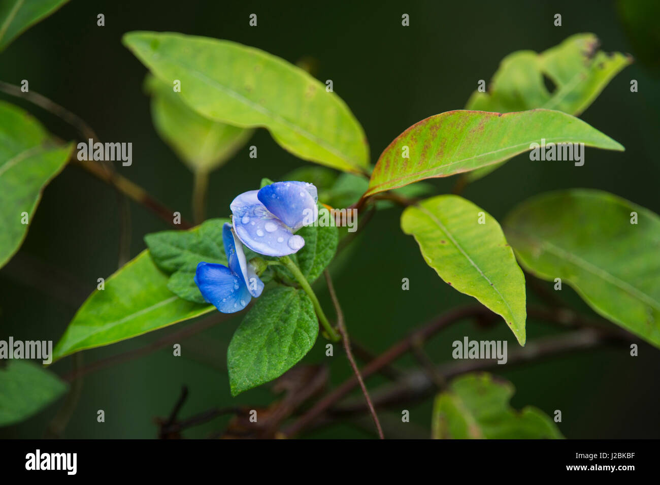 Rainforest flower, Odzala, Kokoua National Park, Congo Stock Photo - Alamy