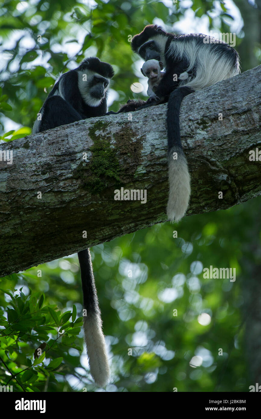 Guereza colobus monkey (Colobus guereza), Lango Bai, Congo Stock Photo ...
