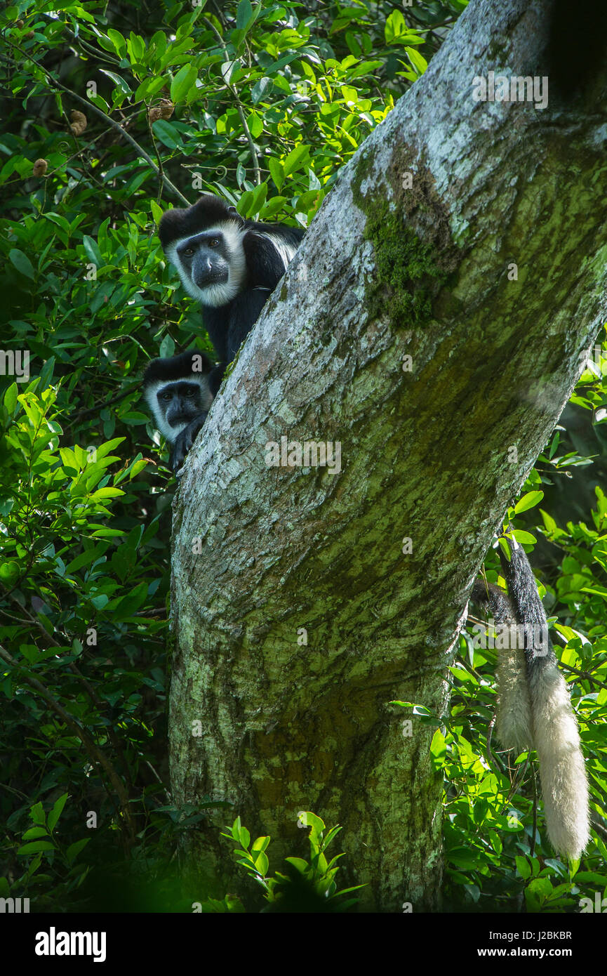 Guereza colobus monkey (Colobus guereza), Lango Bai, Congo Stock Photo ...