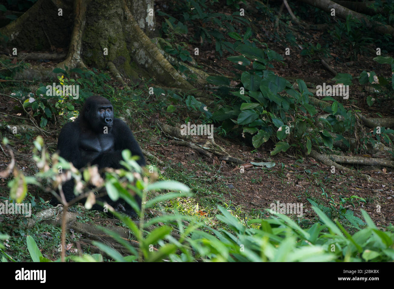 Western lowland gorilla, Dzebe Bai, Odzala, Kokoua National Park, Congo ... Western lowland gorilla, Dzebe Bai, Odzala, Kokoua National Park, Congo ...