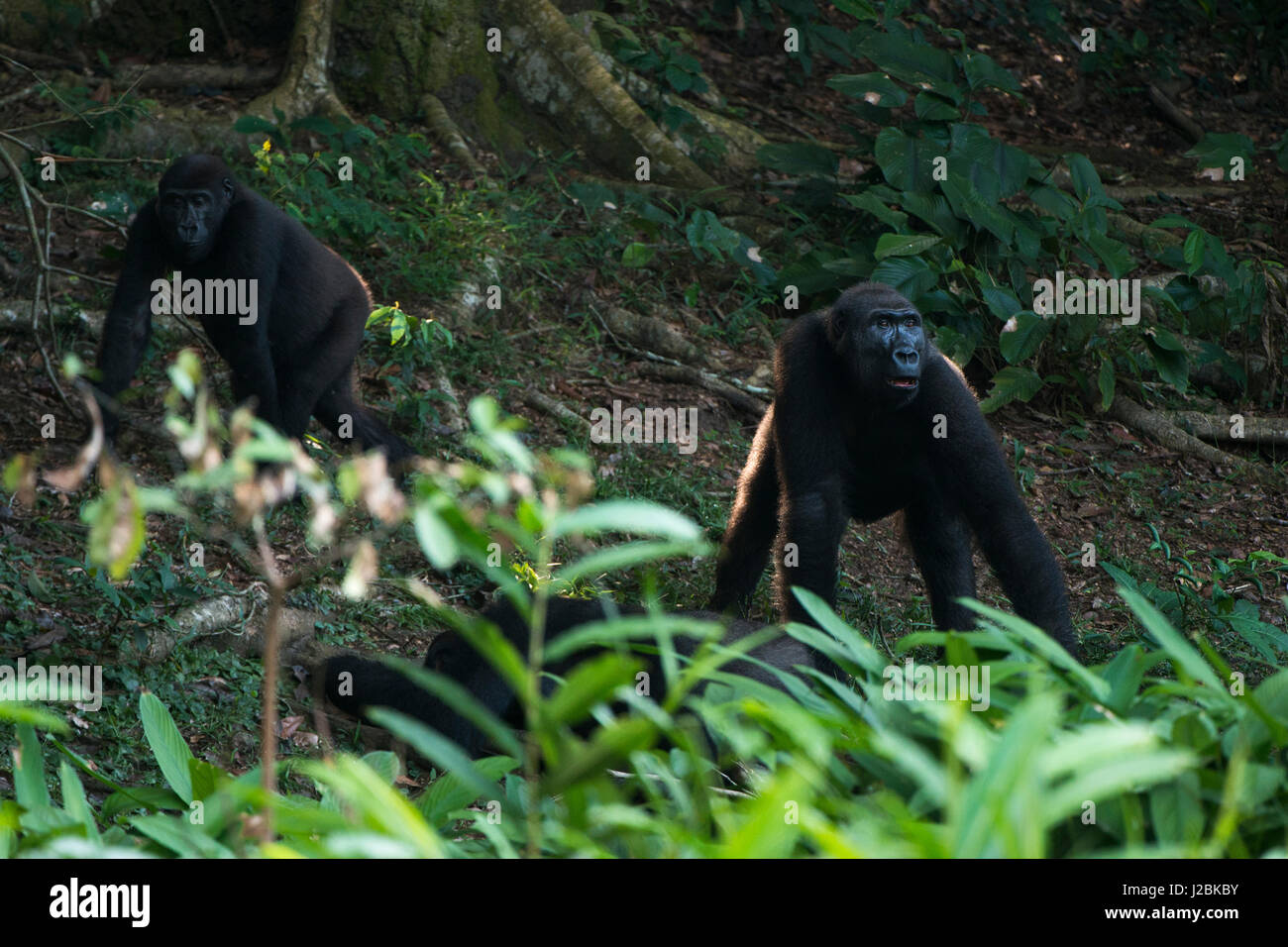 Western lowland gorilla, Dzebe Bai, Odzala, Kokoua National Park, Congo ... Western lowland gorilla, Dzebe Bai, Odzala, Kokoua National Park, Congo ...