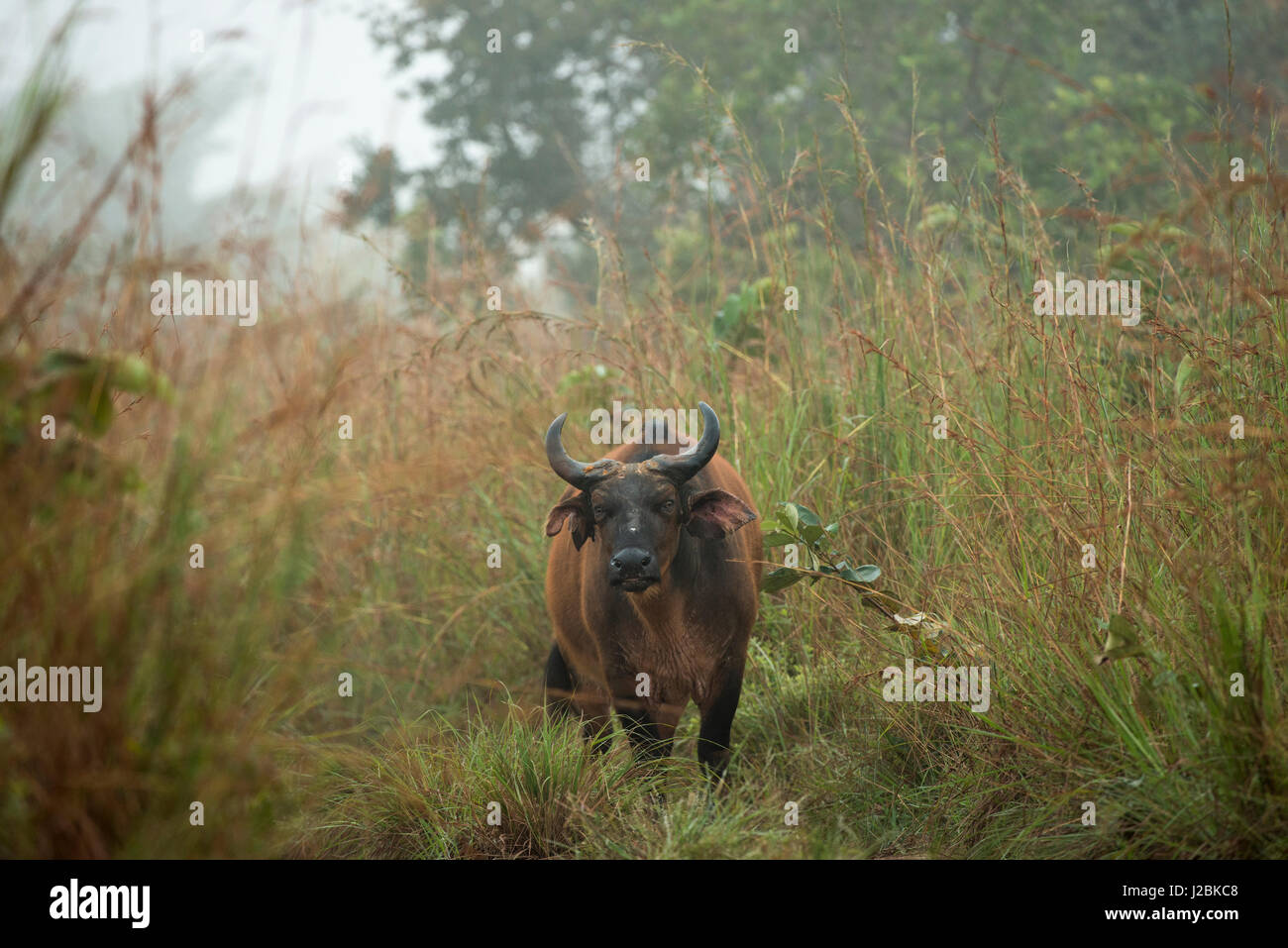 Forest buffalo (Syncerus nanus), Lango Bai, Congo Stock Photo - Alamy