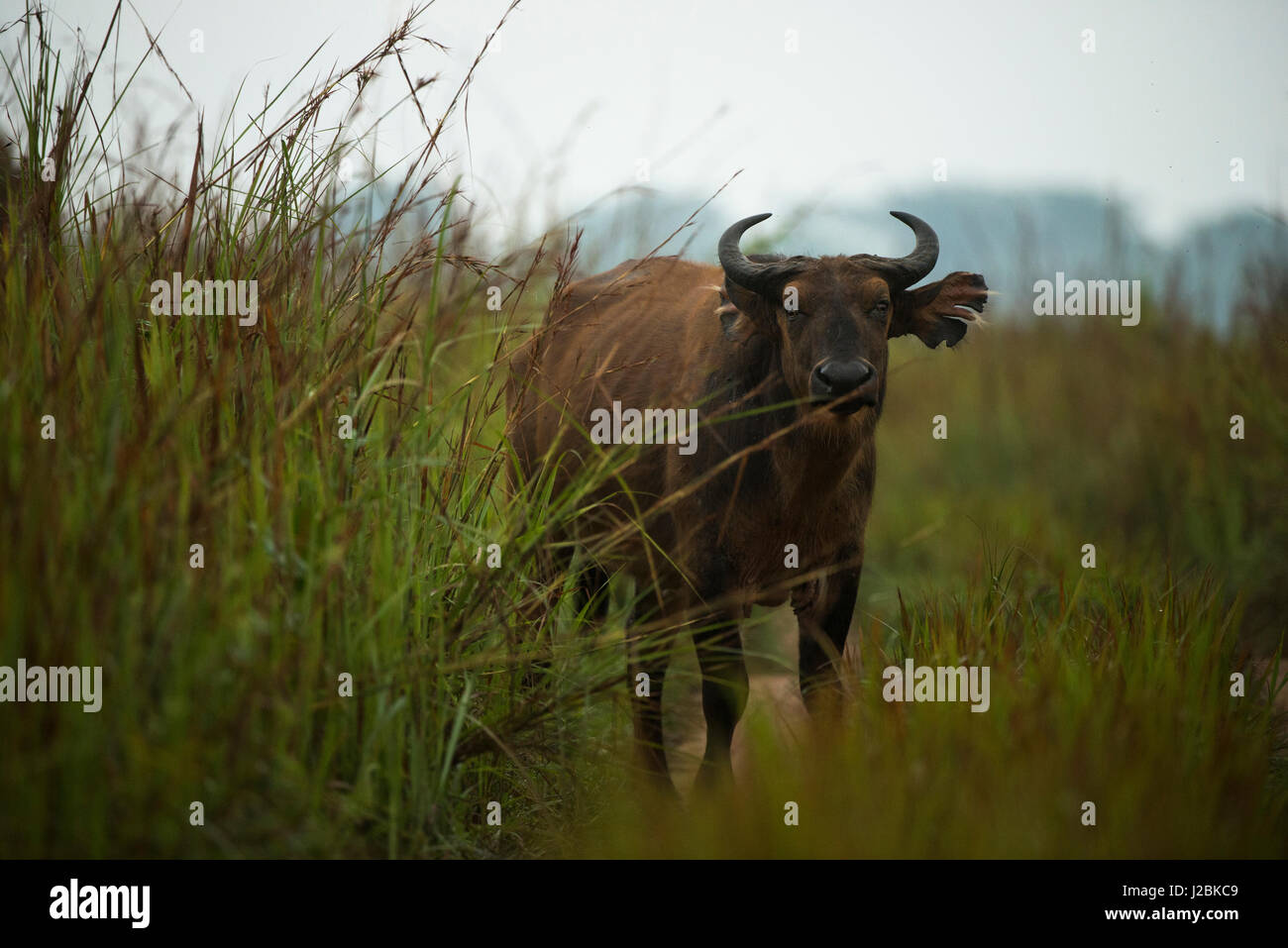 Forest buffalo (Syncerus nanus), Lango Bai, Congo Stock Photo - Alamy