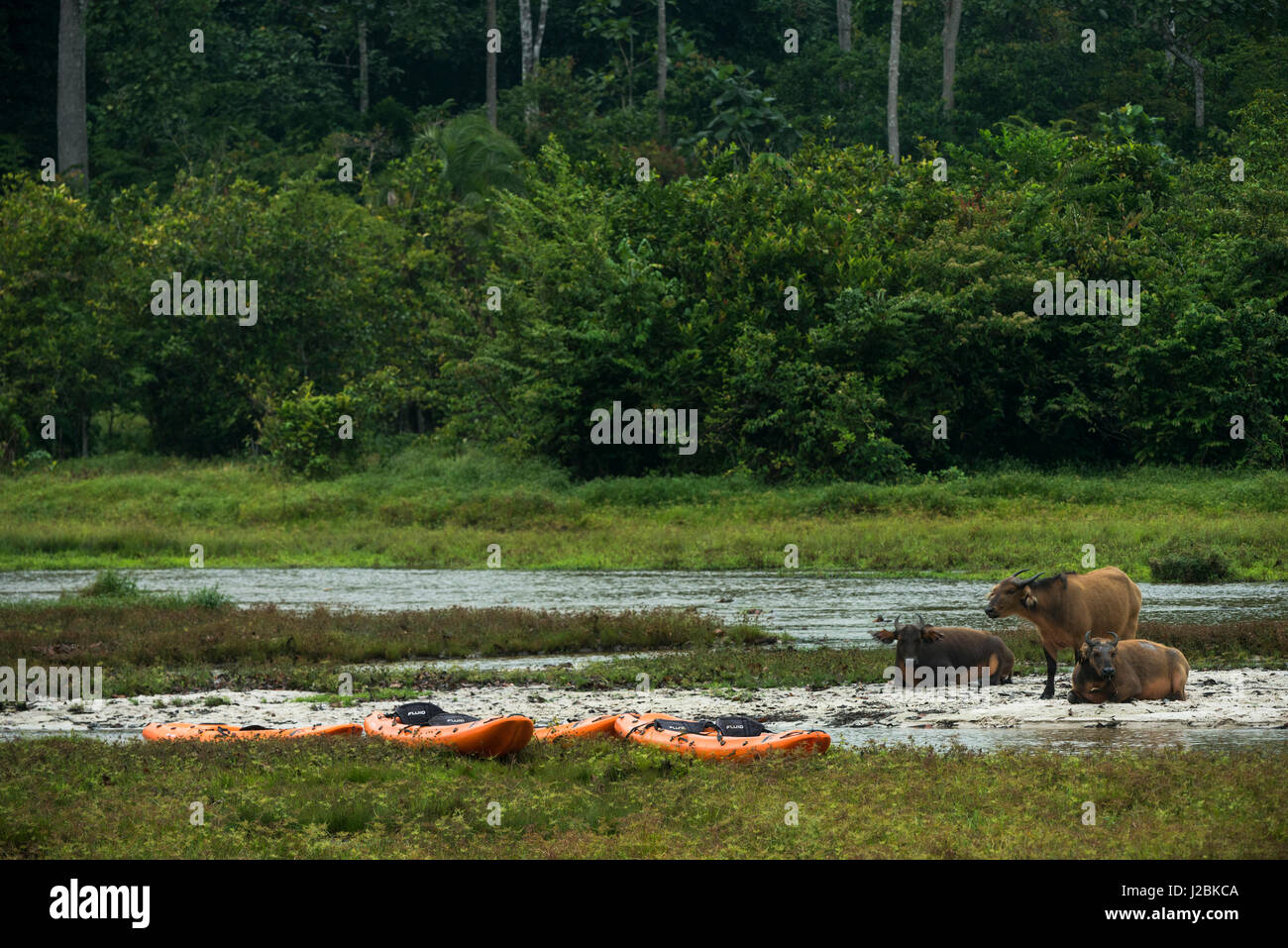 Forest buffalo (Syncerus nanus), Lango Bai, Congo Stock Photo - Alamy