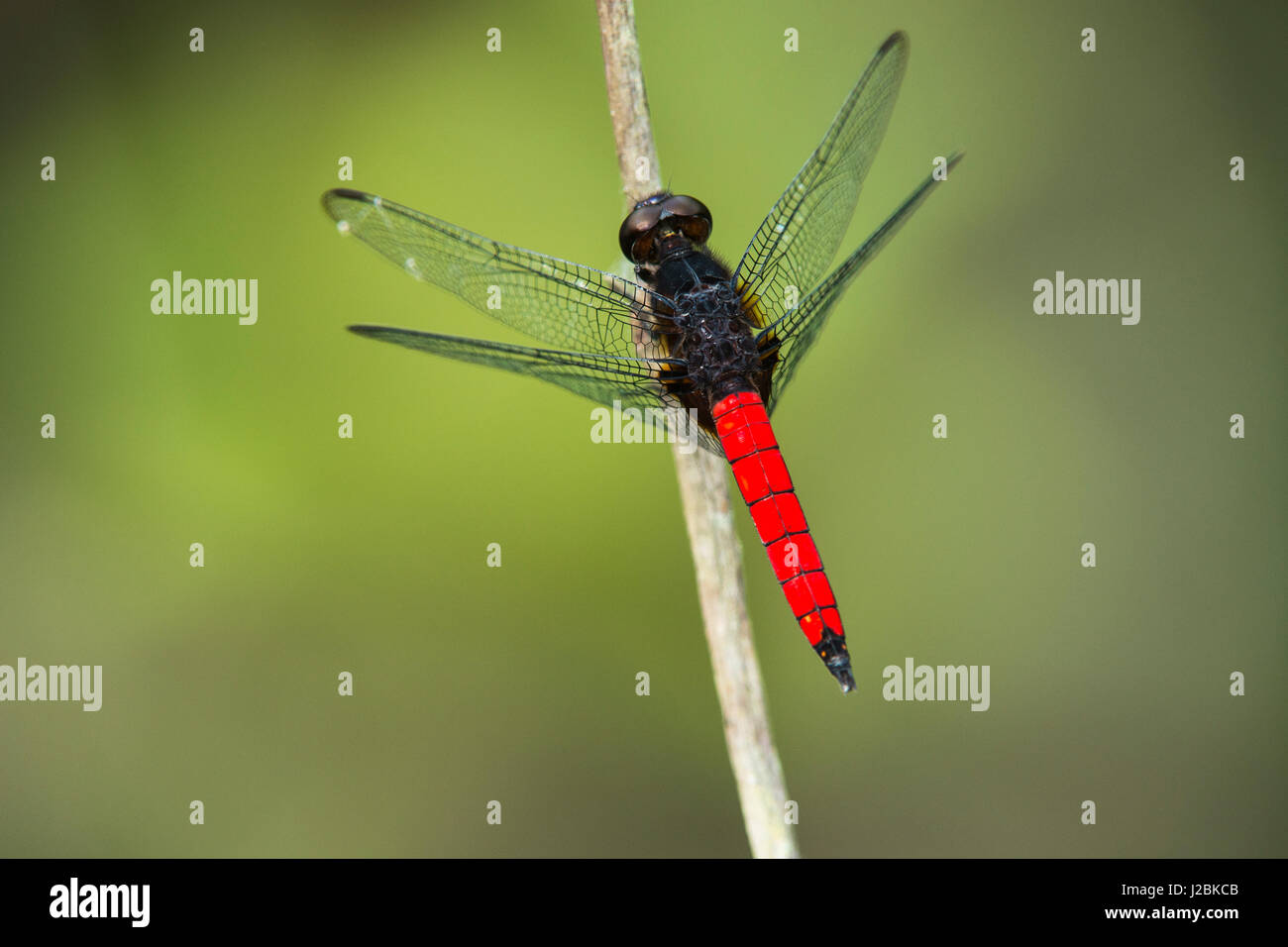 Red tailed dragonfly hi-res stock photography and images - Alamy