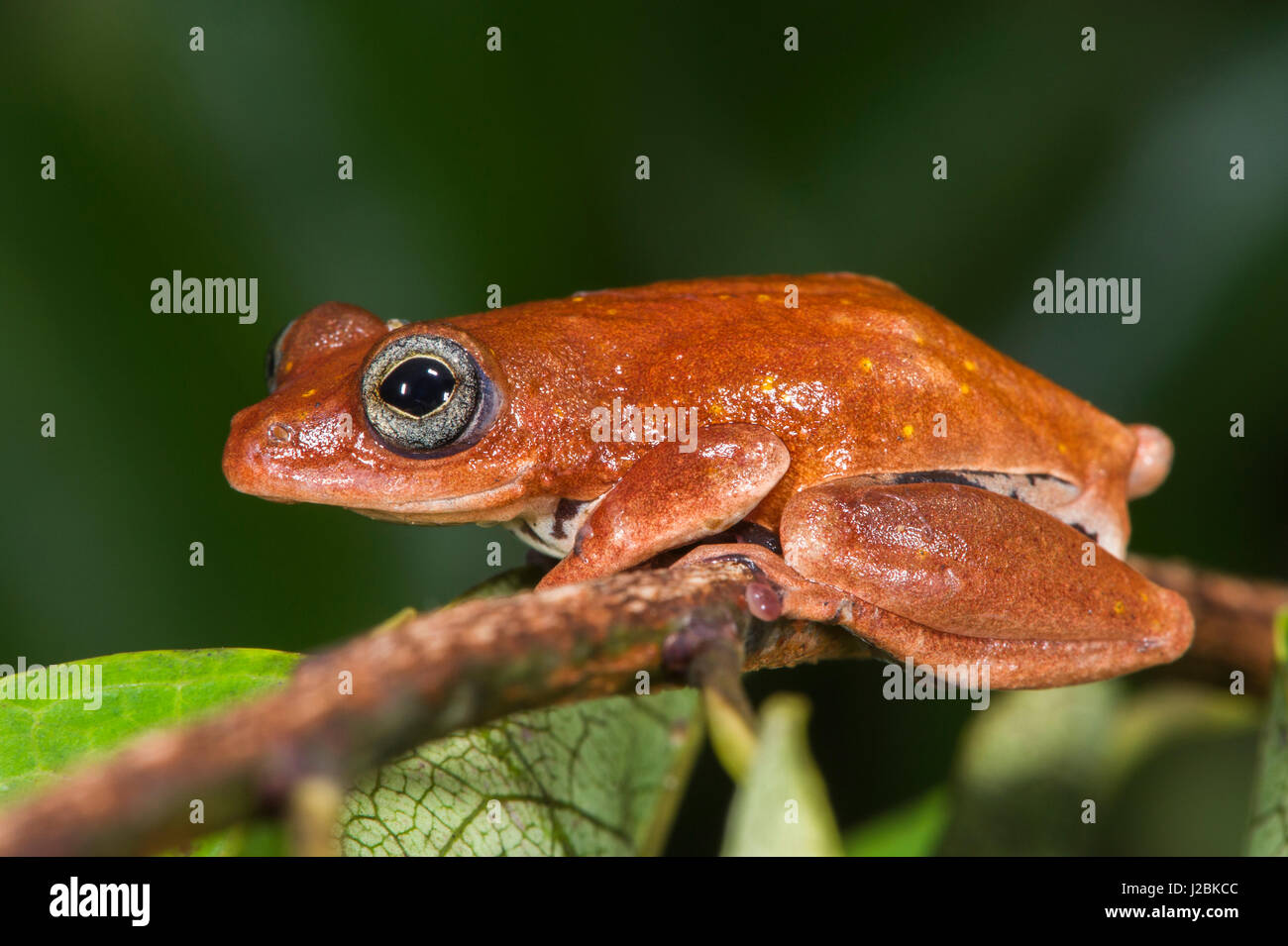 Lango congo hi-res stock photography and images - Alamy