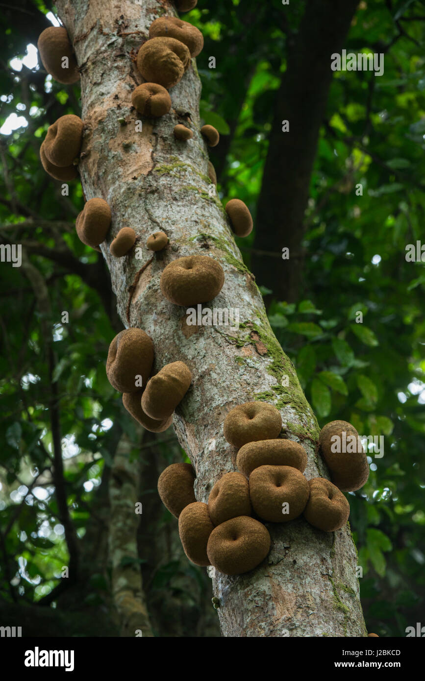 Cauliflorous hi-res stock photography and images - Alamy